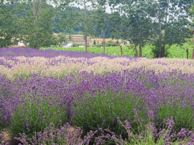 The Lavender Festival in Sequim, WA • Mellzah