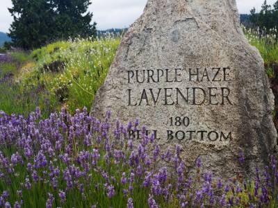 The Lavender Festival in Sequim, WA • Mellzah