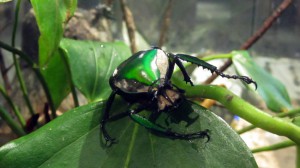 Bugging out at the Audobon Insectarium In New Orleans • Mellzah