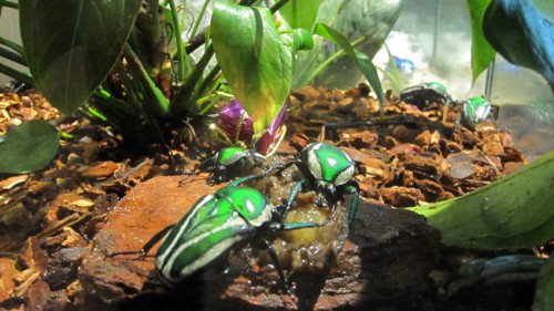 Bugging out at the Audobon Insectarium In New Orleans • Mellzah
