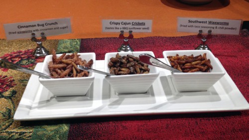 Bugging out at the Audobon Insectarium In New Orleans • Mellzah