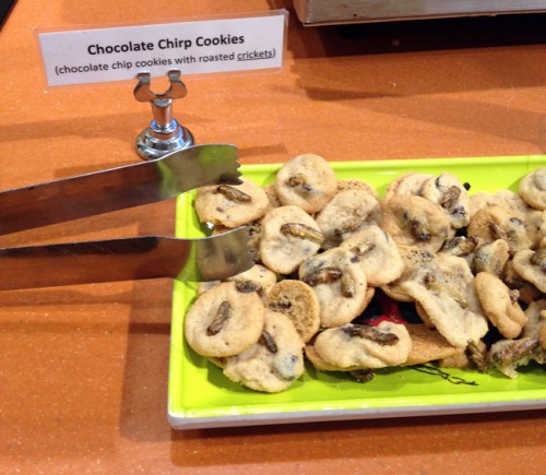 Bugging out at the Audobon Insectarium In New Orleans • Mellzah