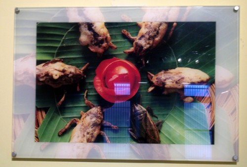 Bugging out at the Audobon Insectarium In New Orleans • Mellzah