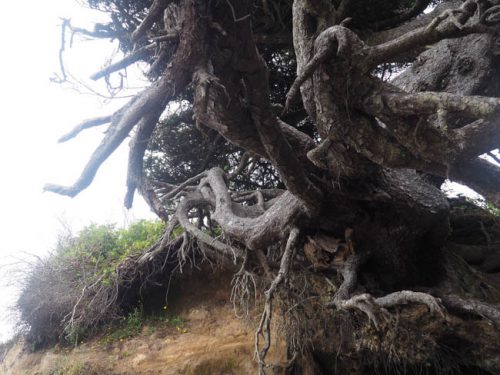 Tree Cave at Kalaloch Beach • Mellzah