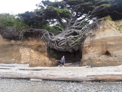Tree Cave at Kalaloch Beach • Mellzah