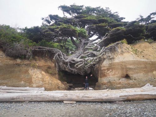 Tree Cave at Kalaloch Beach • Mellzah