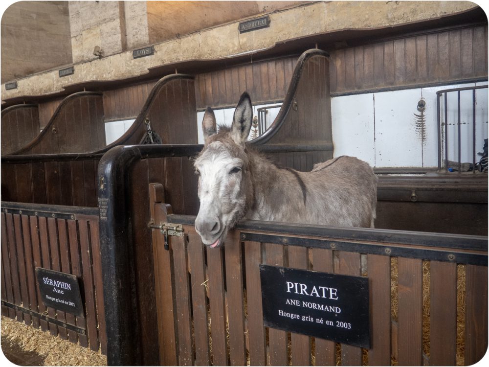 Chantilly: Watch me whip, watch me neigh-neigh • Mellzah